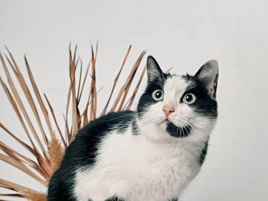 Кошечка в добрые руки