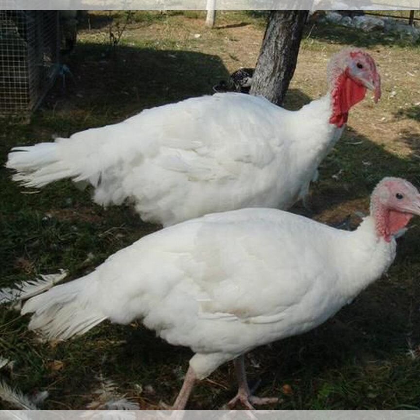 Индюки домашние