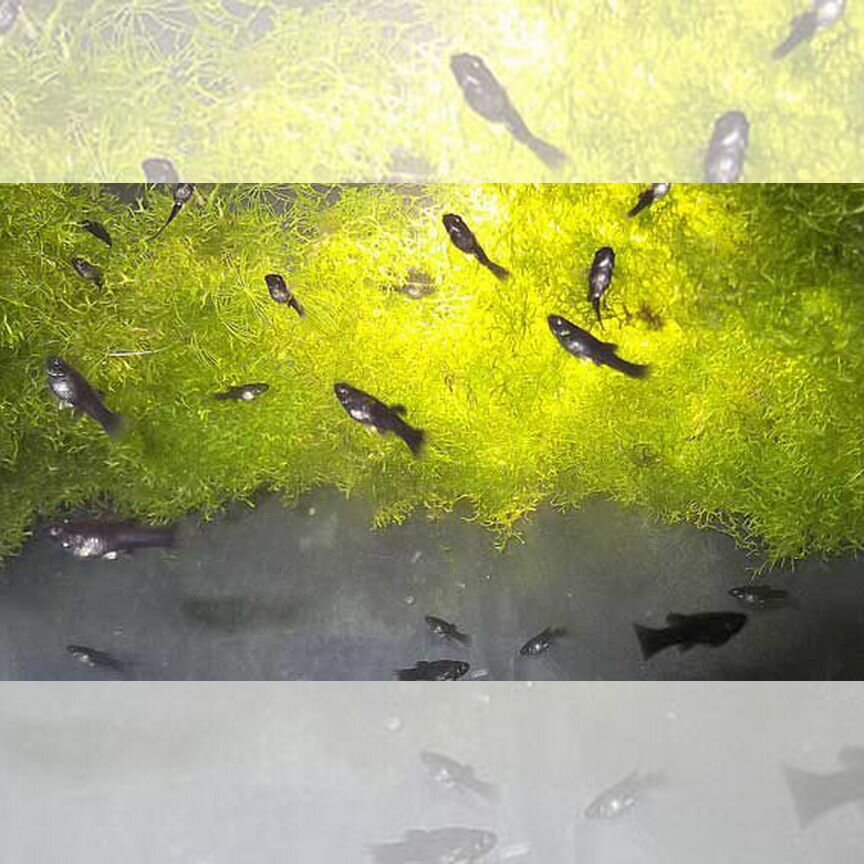 Мальки чёрной малинезии