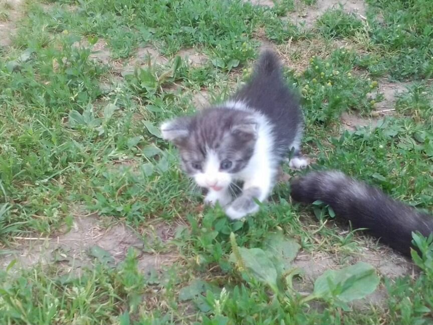 Котенок от крысоловки бесплатно