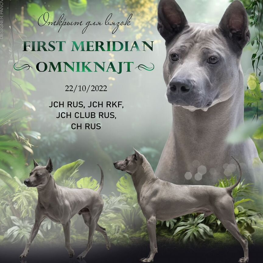 Тайский риджбек