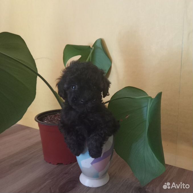 Той-пуделек мальчик