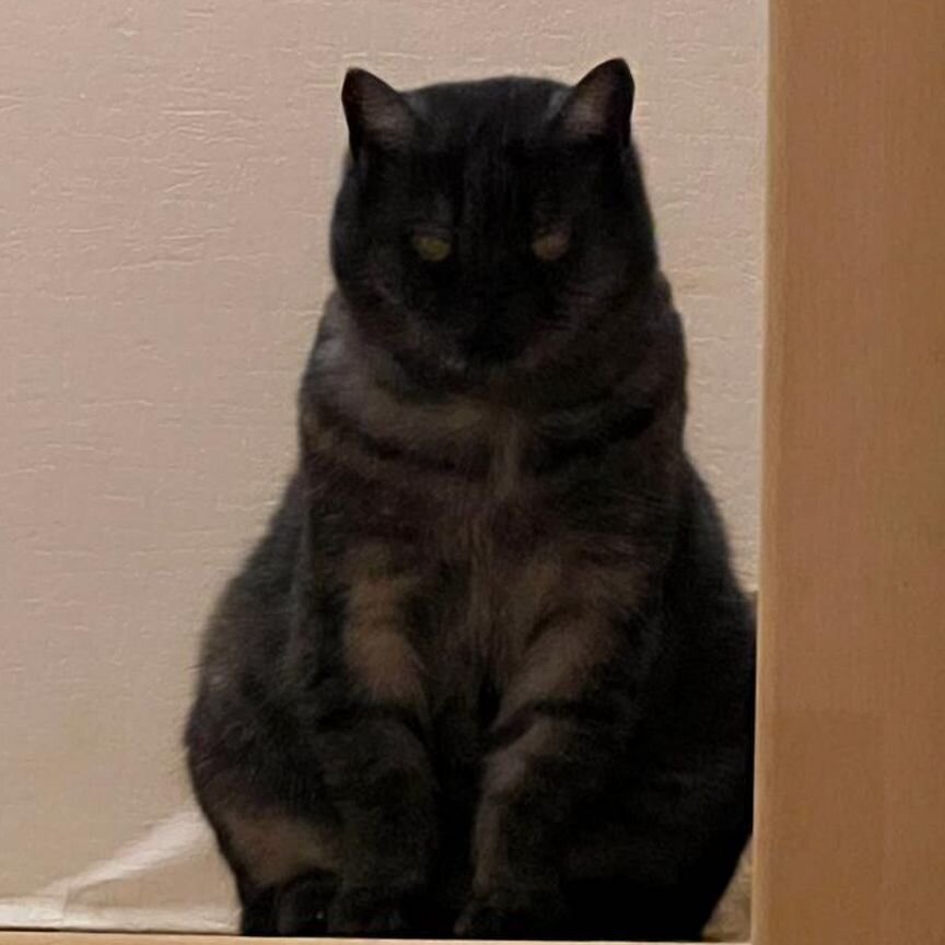 Отдам британскую кошечку в добрые руки