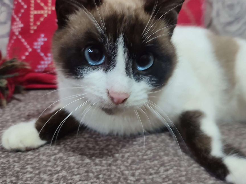 Кот фенотип Сноу Шу