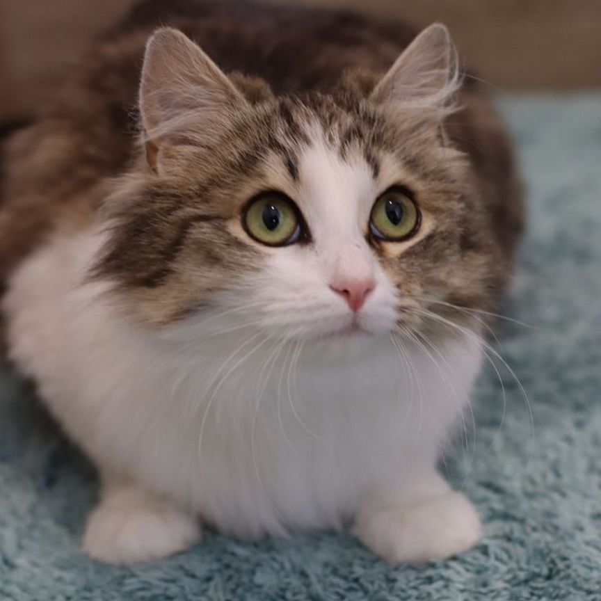 Взрослая, кошка в добрые руки