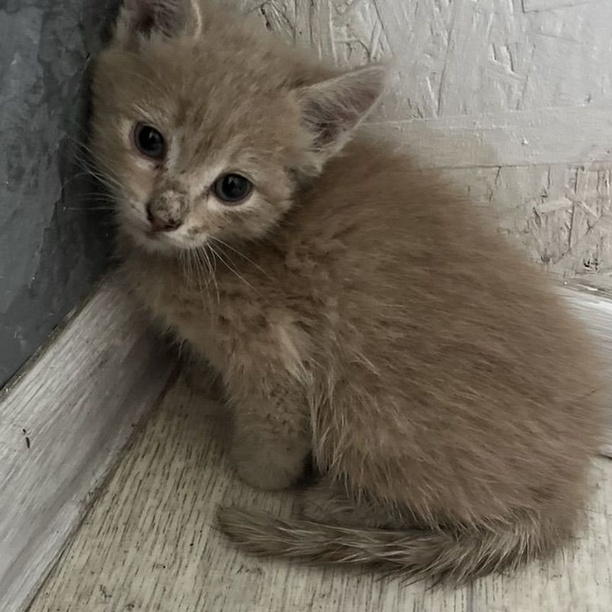 Отдам бесплатно 3 котят, 2 мальчика и девочка