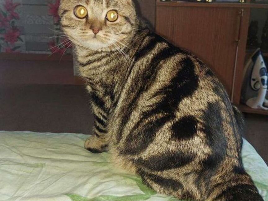 Вязка кошек бесплатно
