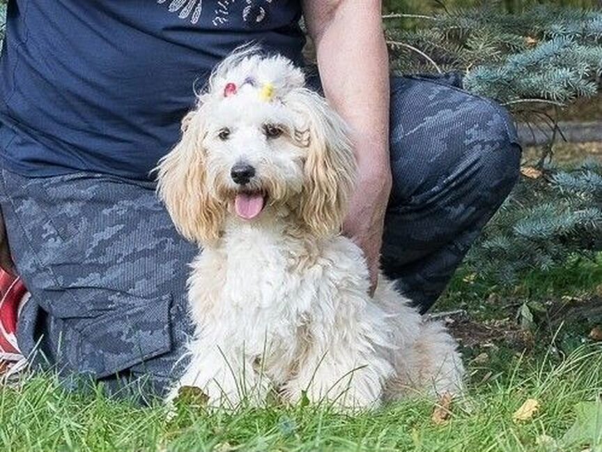 Собака щенок порода Хаванез болонка не Мальтипу