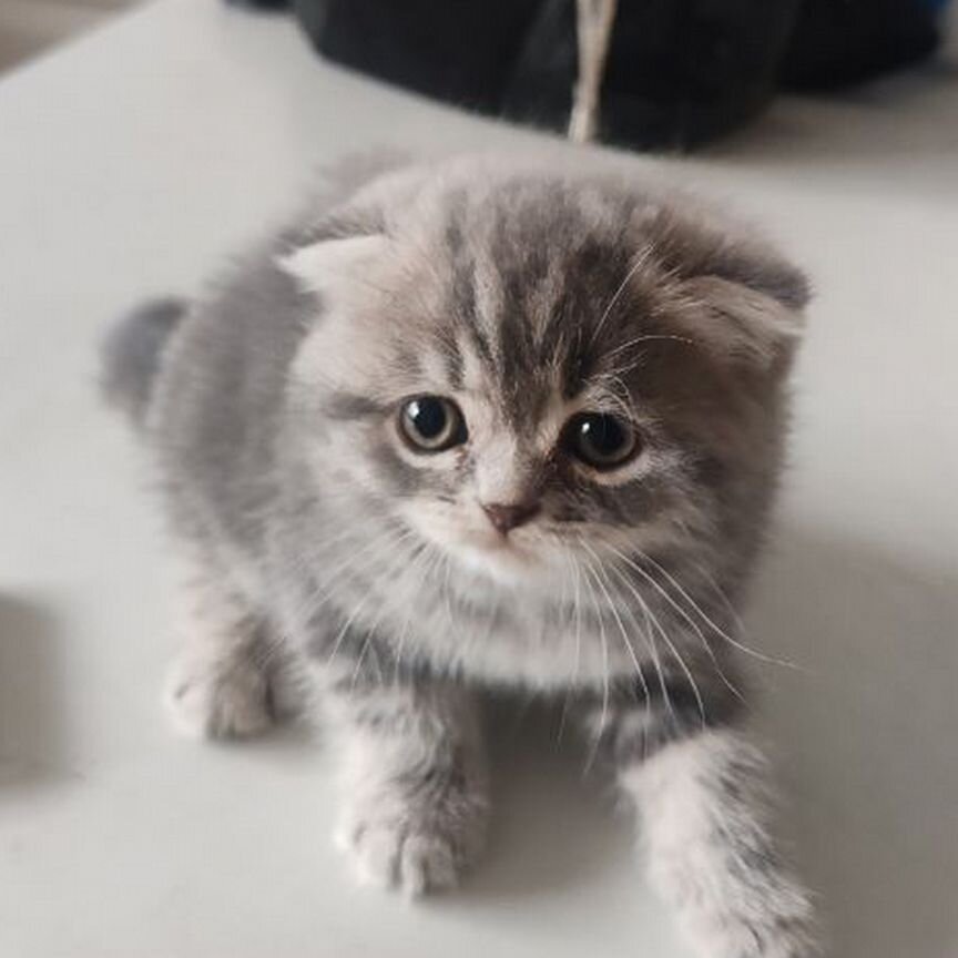Шотландский вислоухий короткошёрстный котёнок