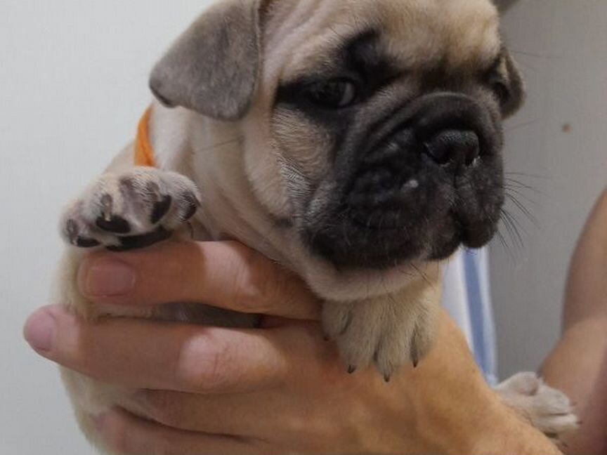 Французята