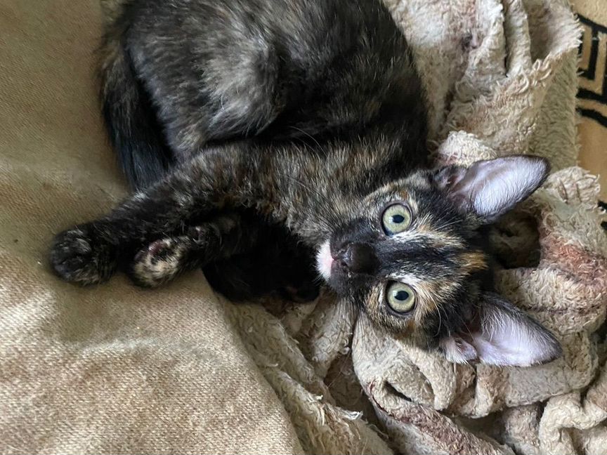 Котенок девочка в добрые руки