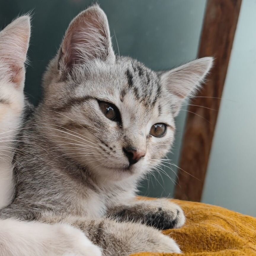 Котенок котенок котенок