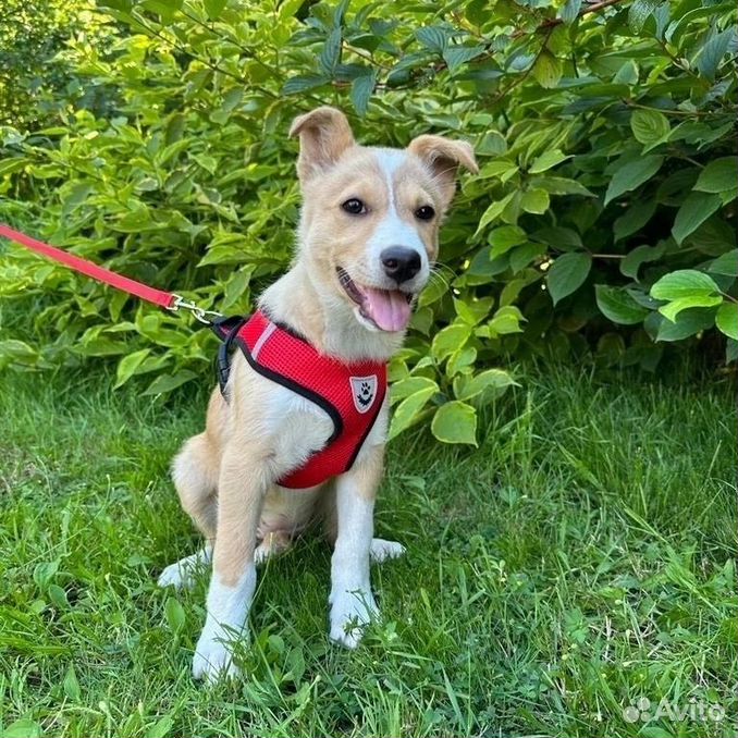 Шенок в добрые руки