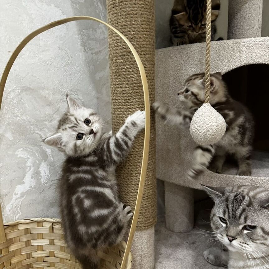 Шотландские прямоухие котята