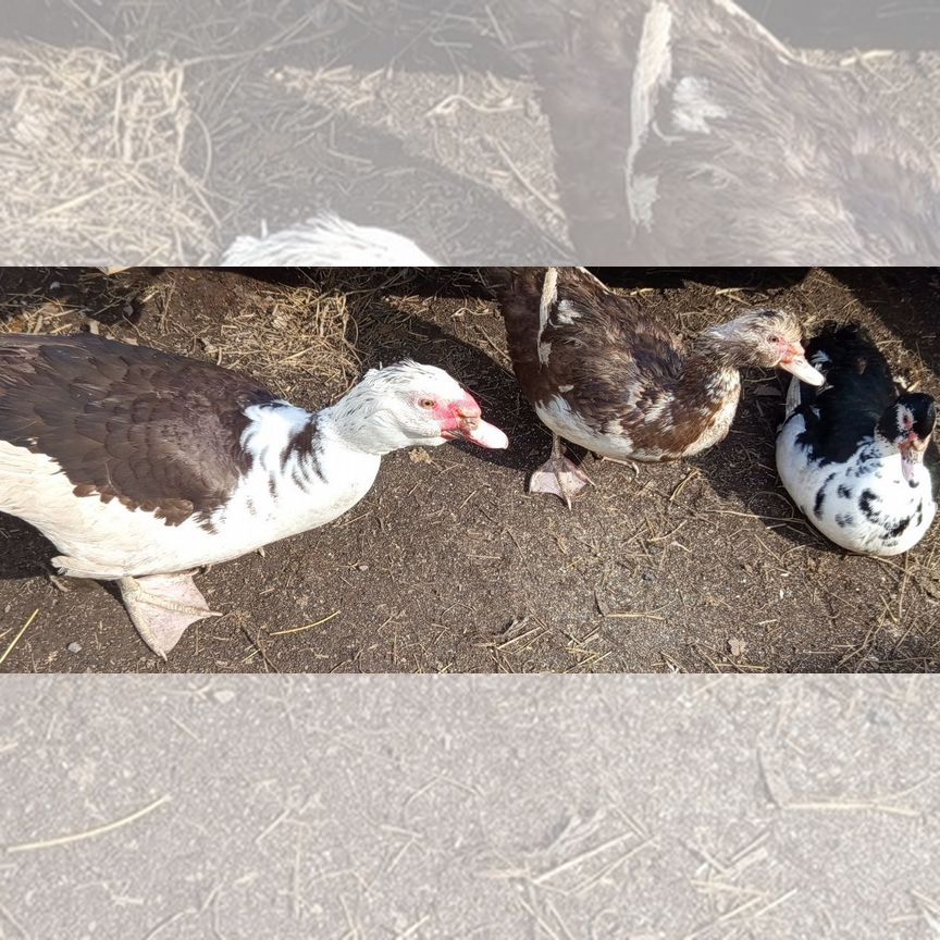 Яйца утиные и куриные