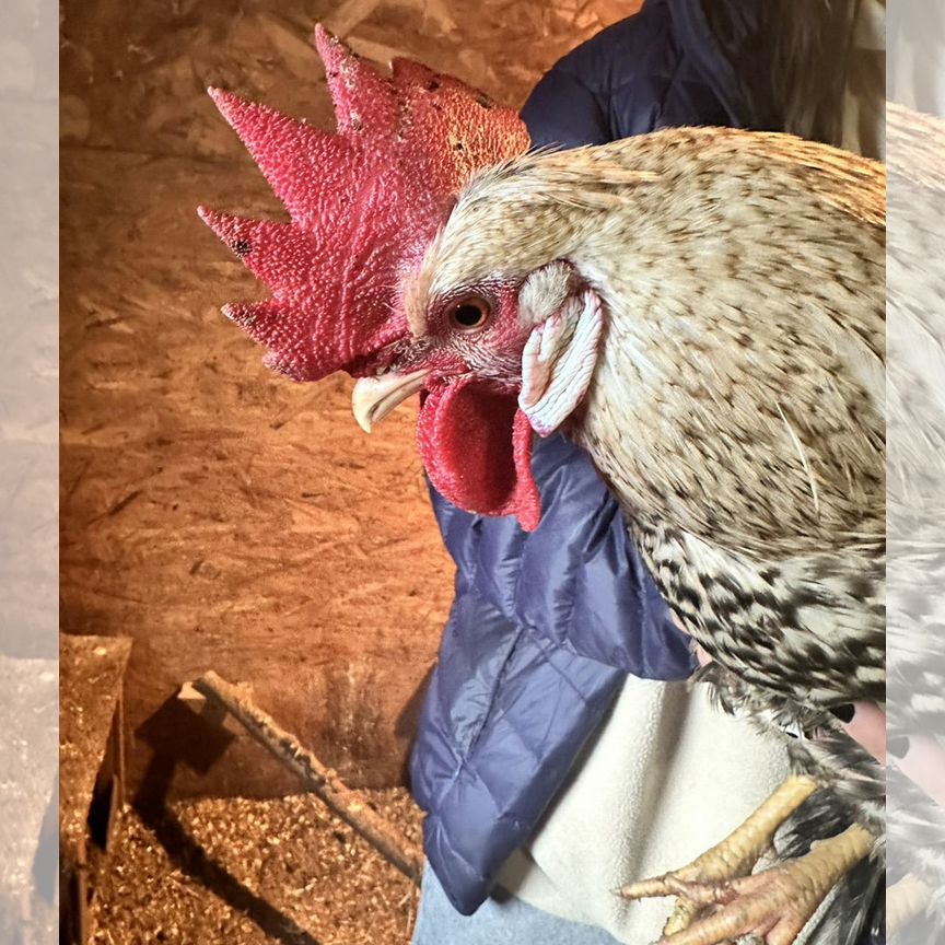 Петух молодой легбар