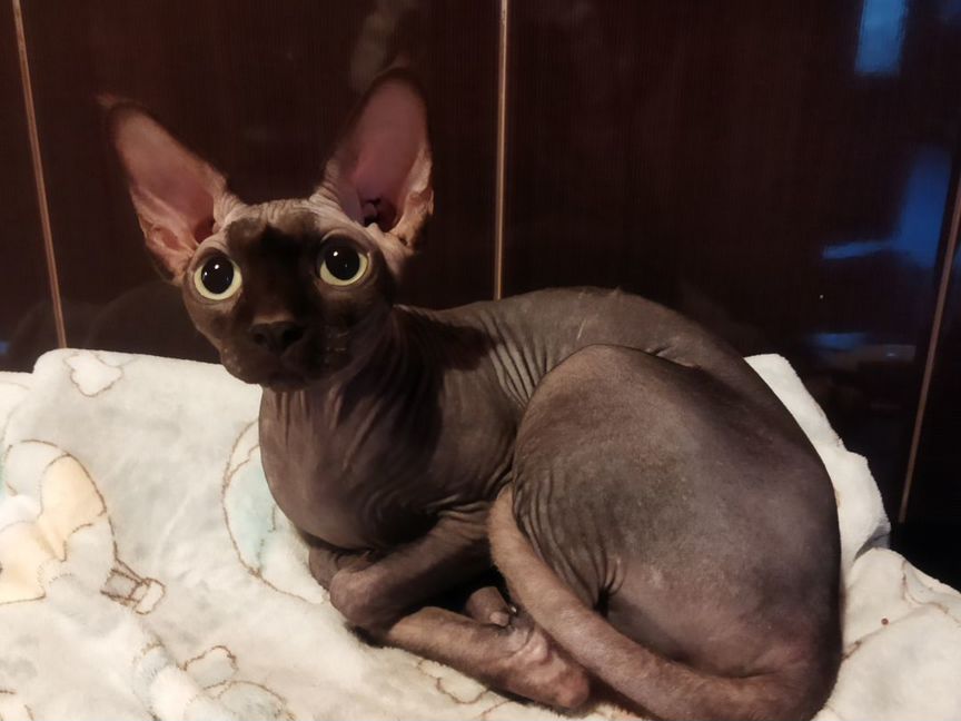 Кошка сфинкс