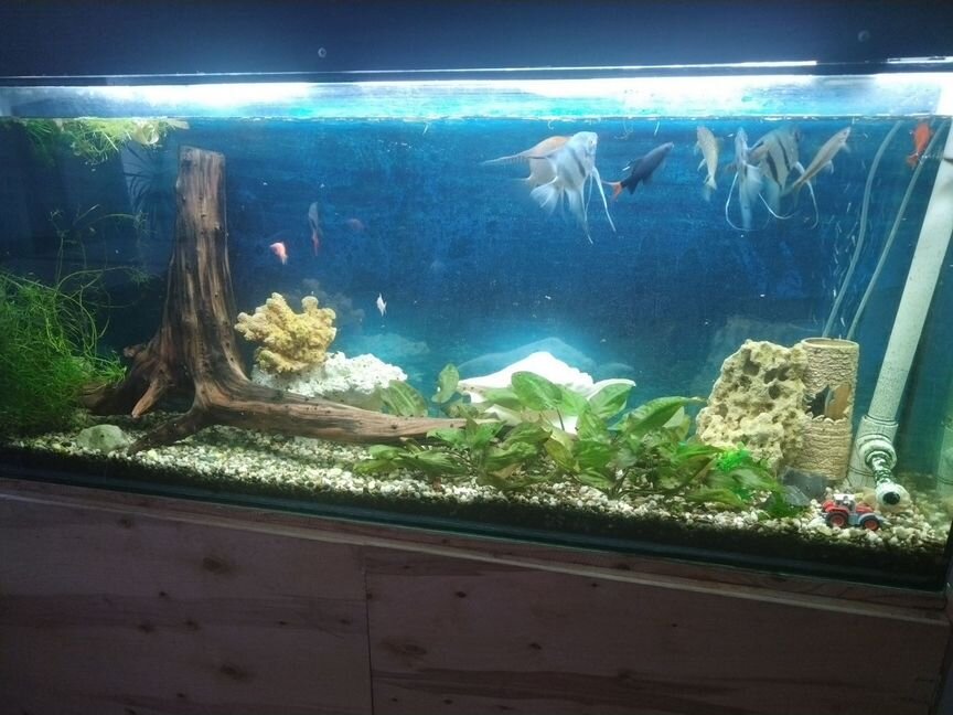 Аквариум с тумбой и рыбами 300 литров