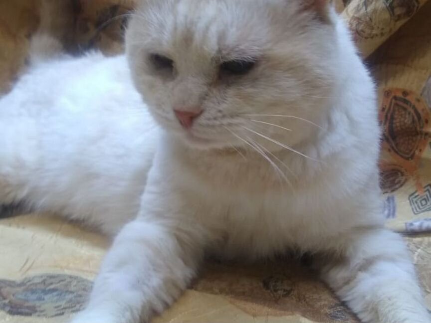 Метис британца