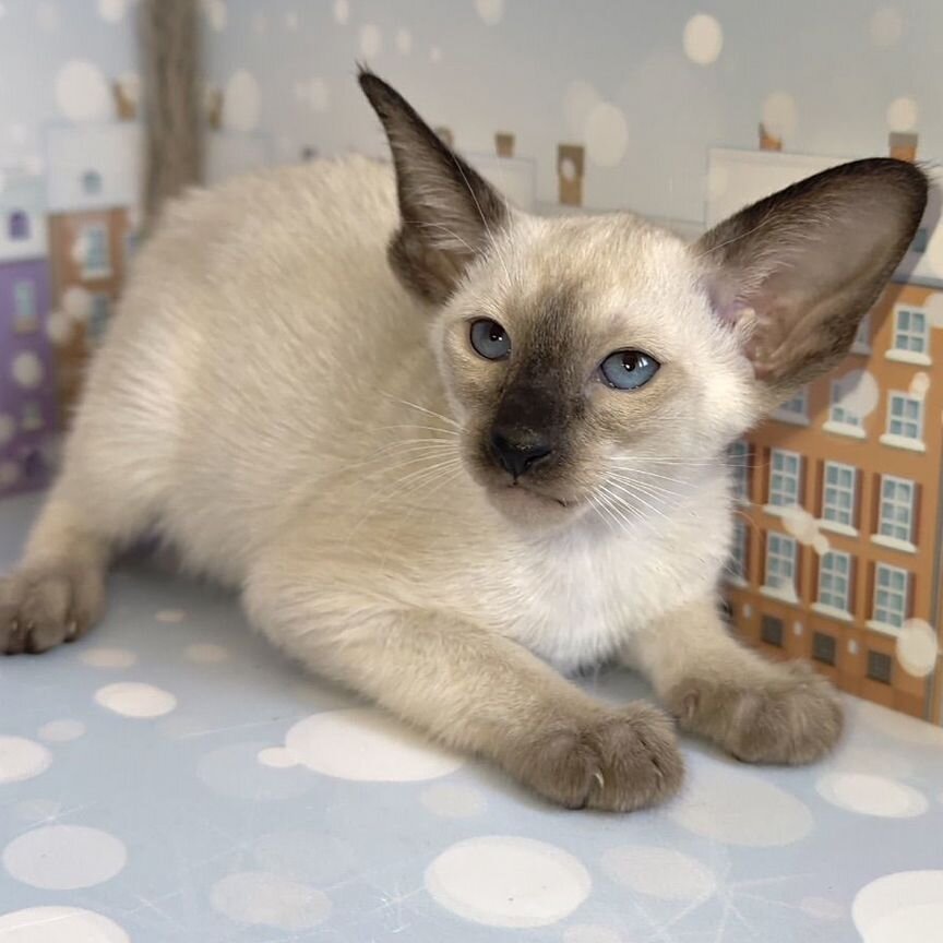 Ориентальный котёнок