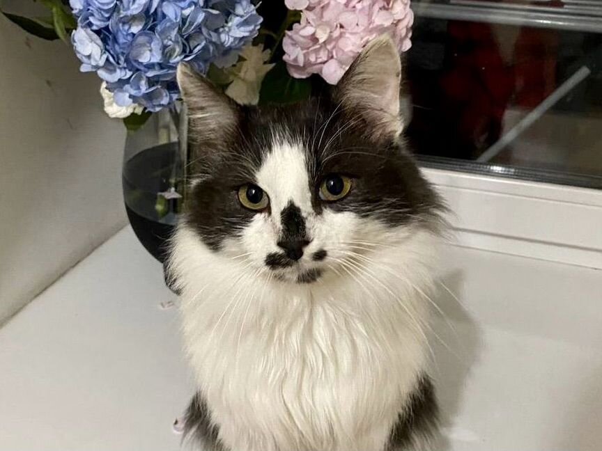 Котенок Чижик