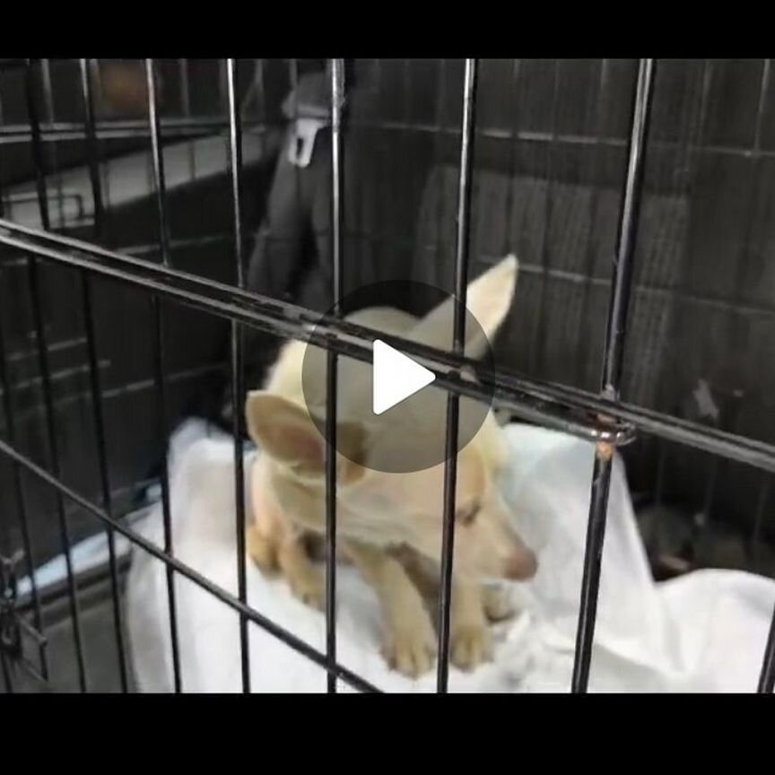 Маленький домашний ищет дом передержку