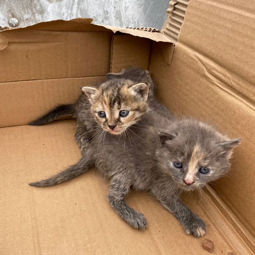 Котята в добрые руки бесплатно