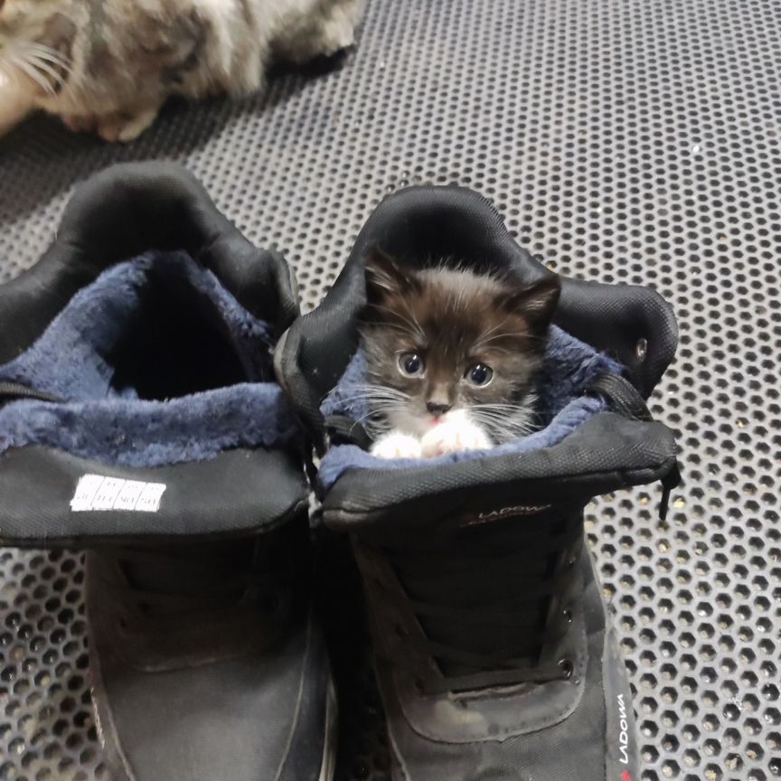 Котёнок в добрые руки