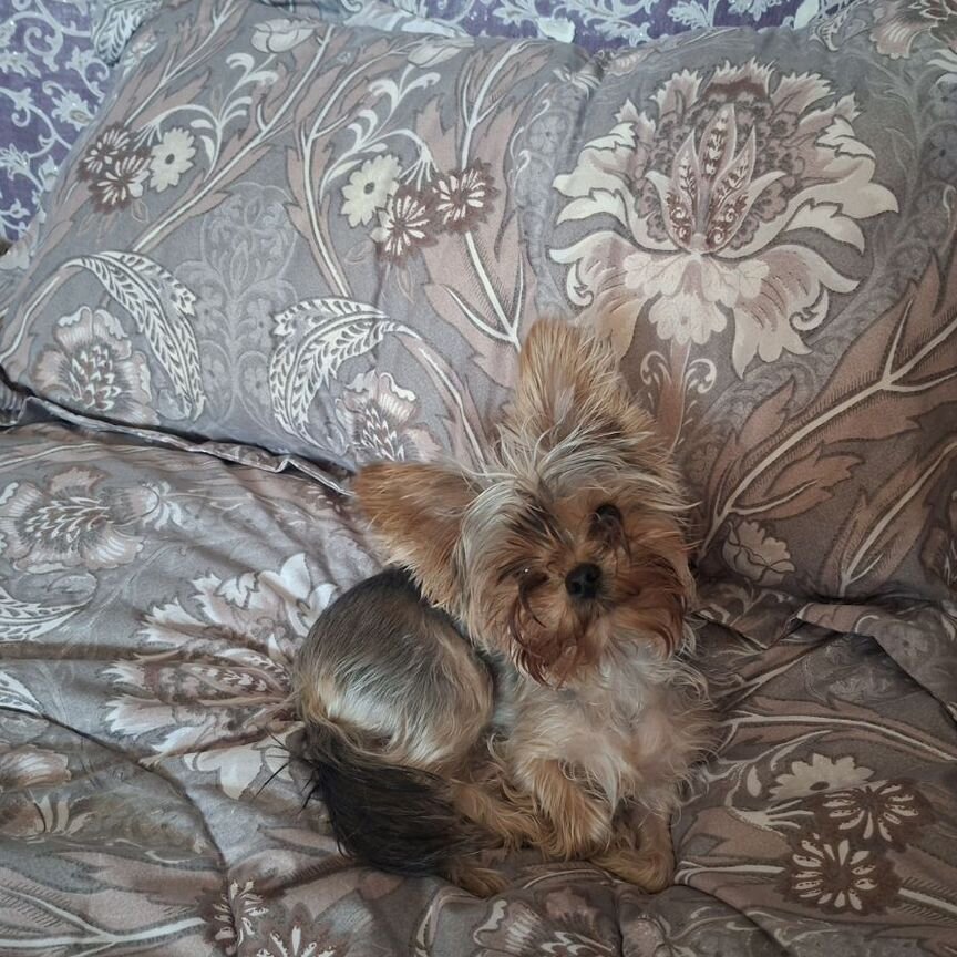 Йоркширский терьер, взрослая собака