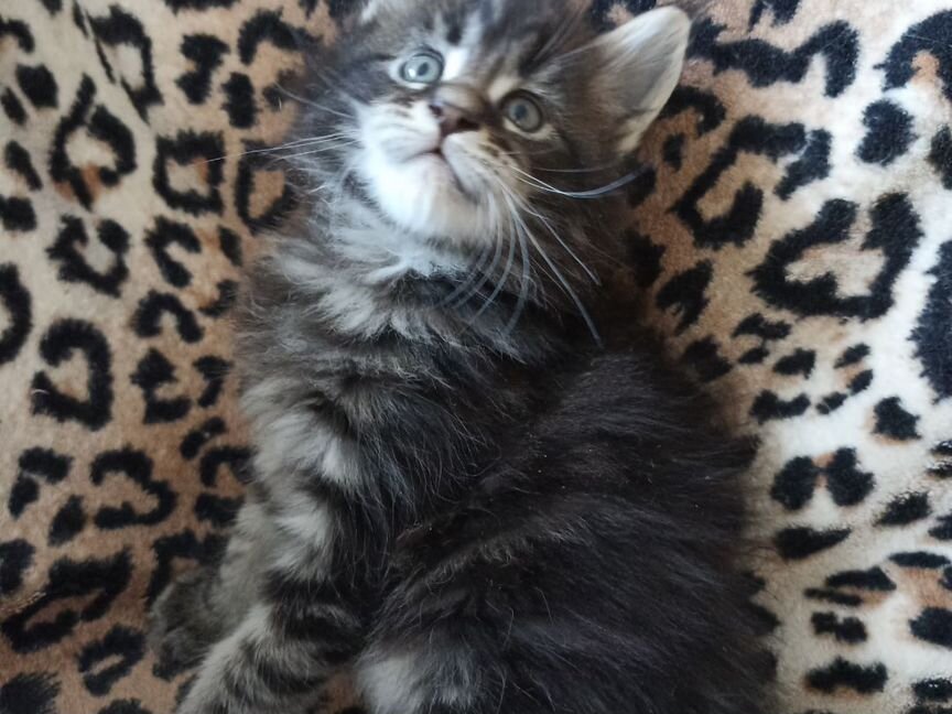 Котята мейн-кун