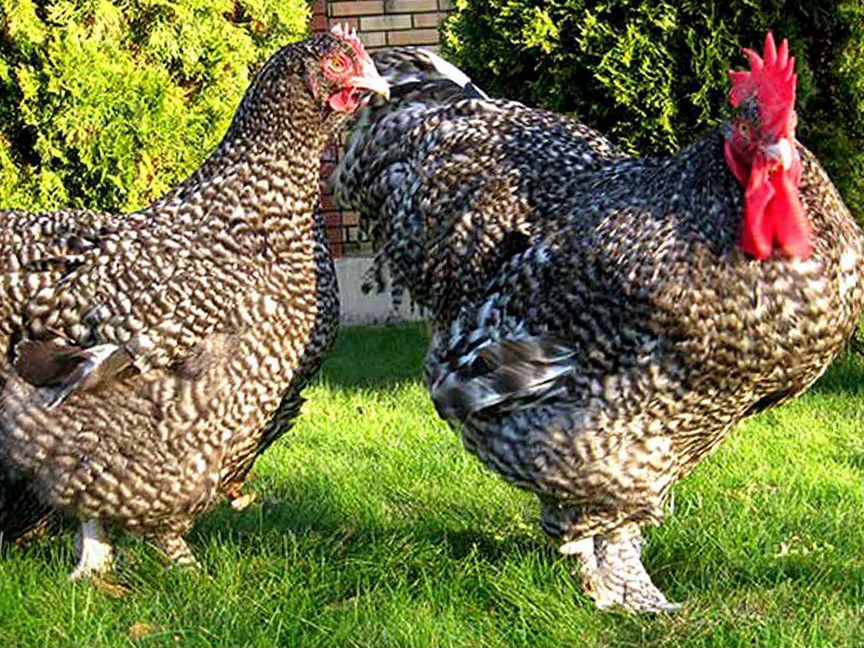 Инк.яйцо. Мехеленской кукушки