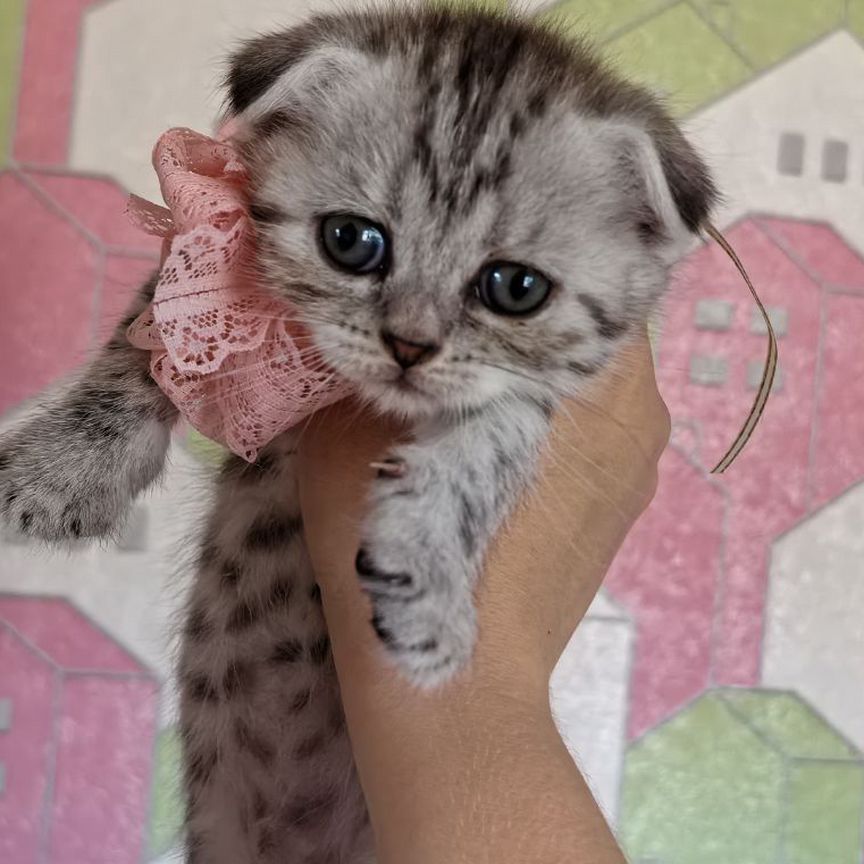 Шотландские котята скоттиш фолд