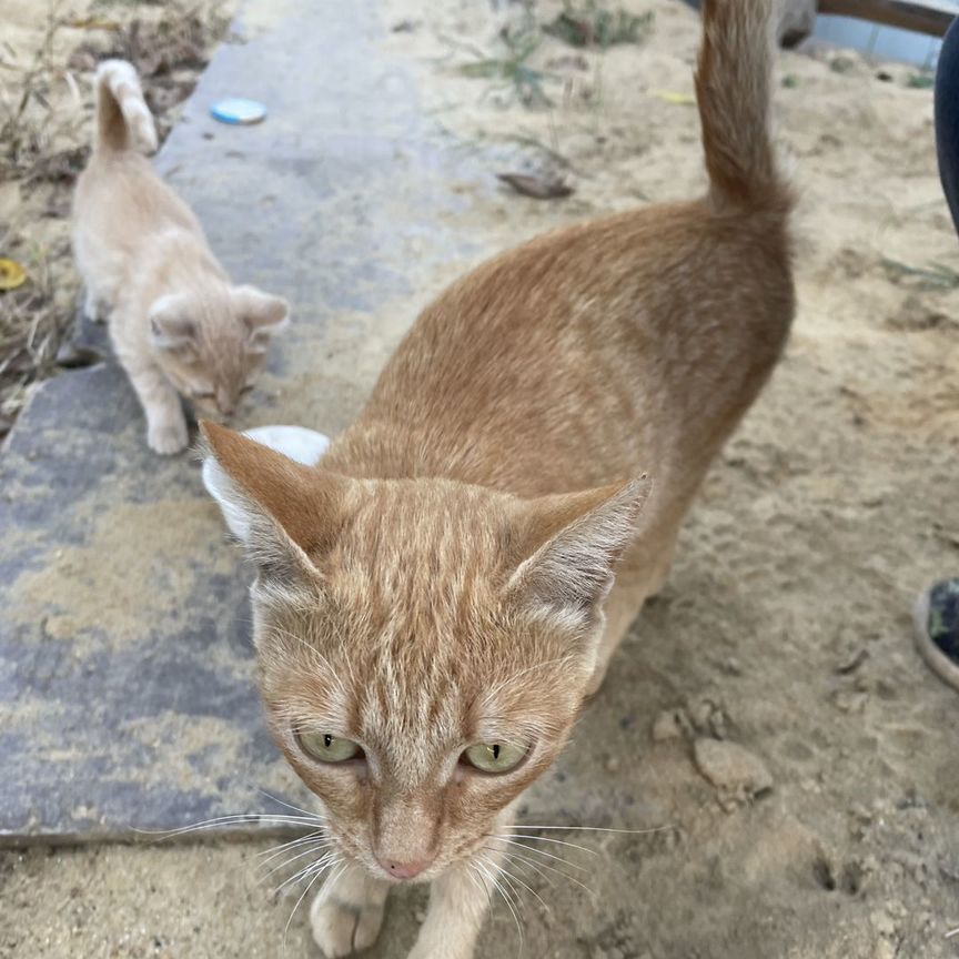 Котята отдам бесплатно