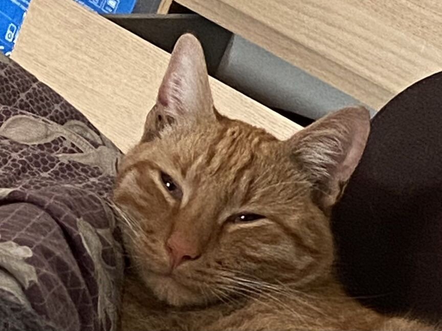 Отдам кота в добрые руки