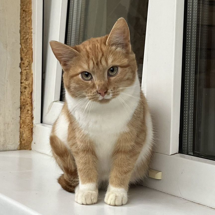 Котик рыжик Федор