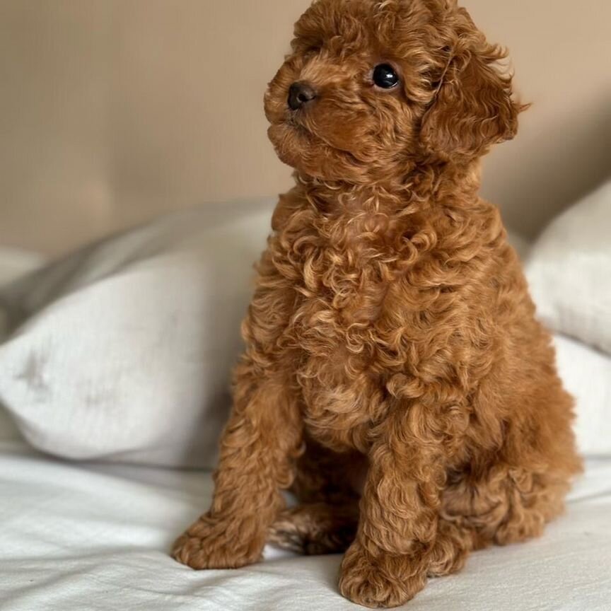 Той-пудель, щенок