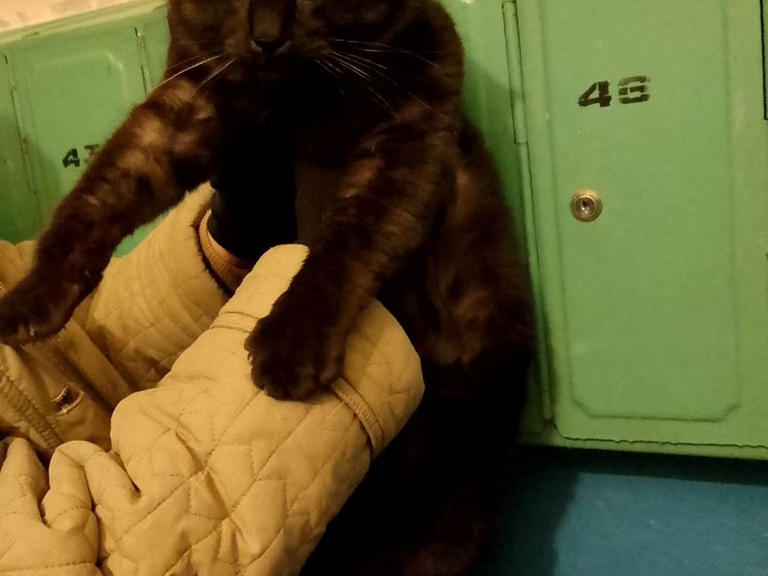 Сибирский котик