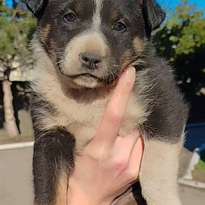 Щенки