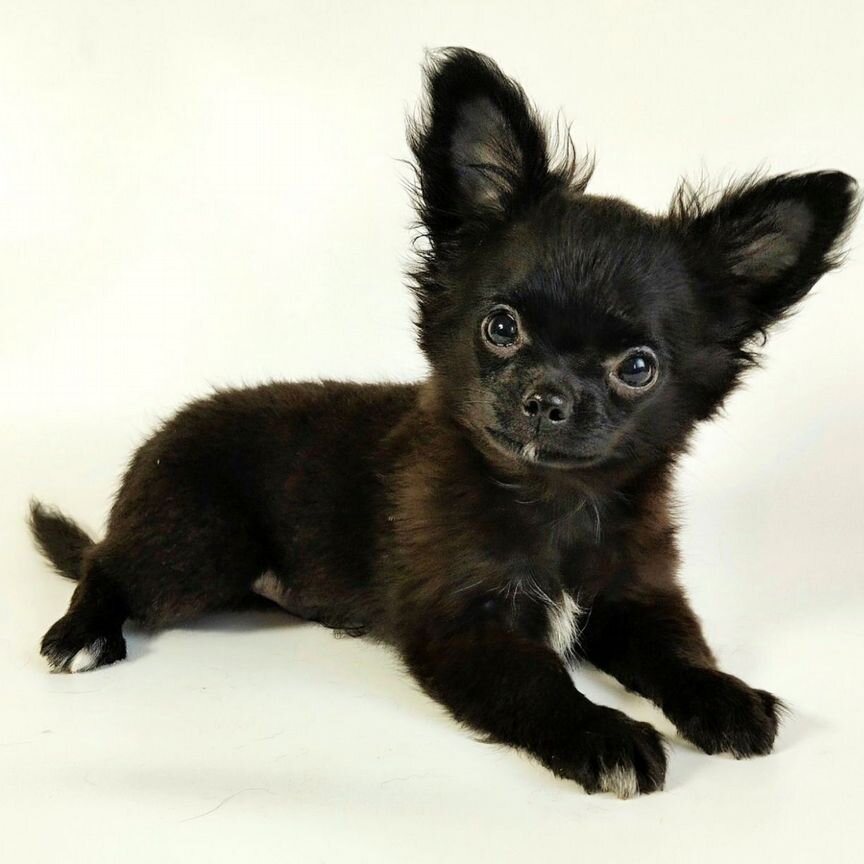 Щенки чихуахуа