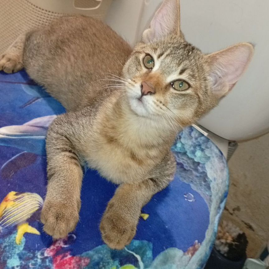 Чаузи котёнок