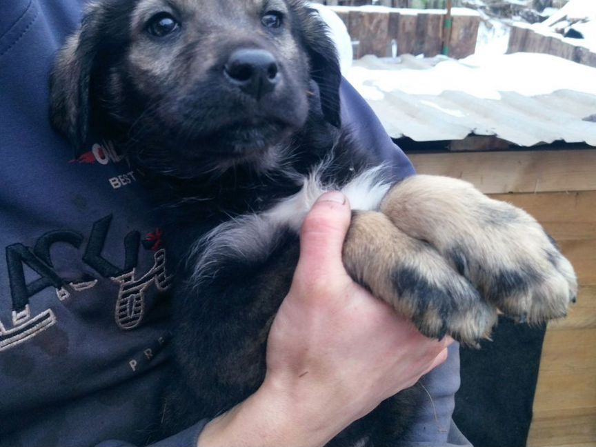 Щенок в добрые руки