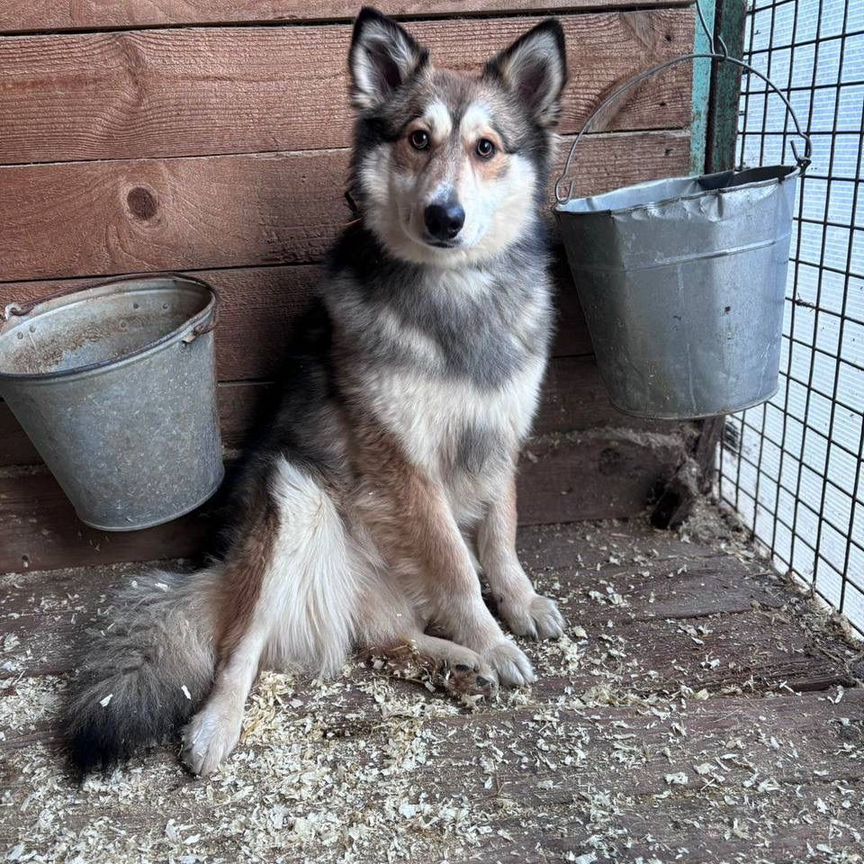 Красивая собачка из приюта