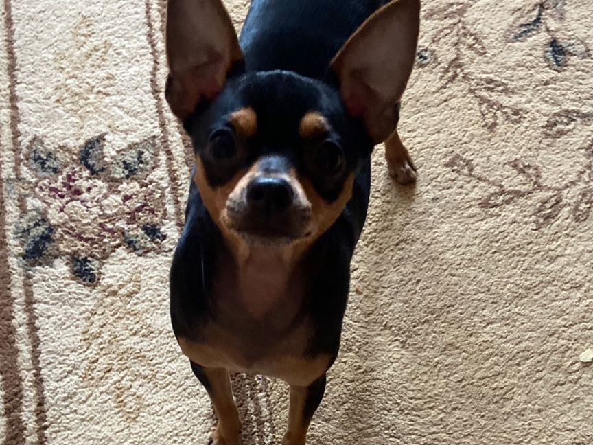 Вязка той-терьер