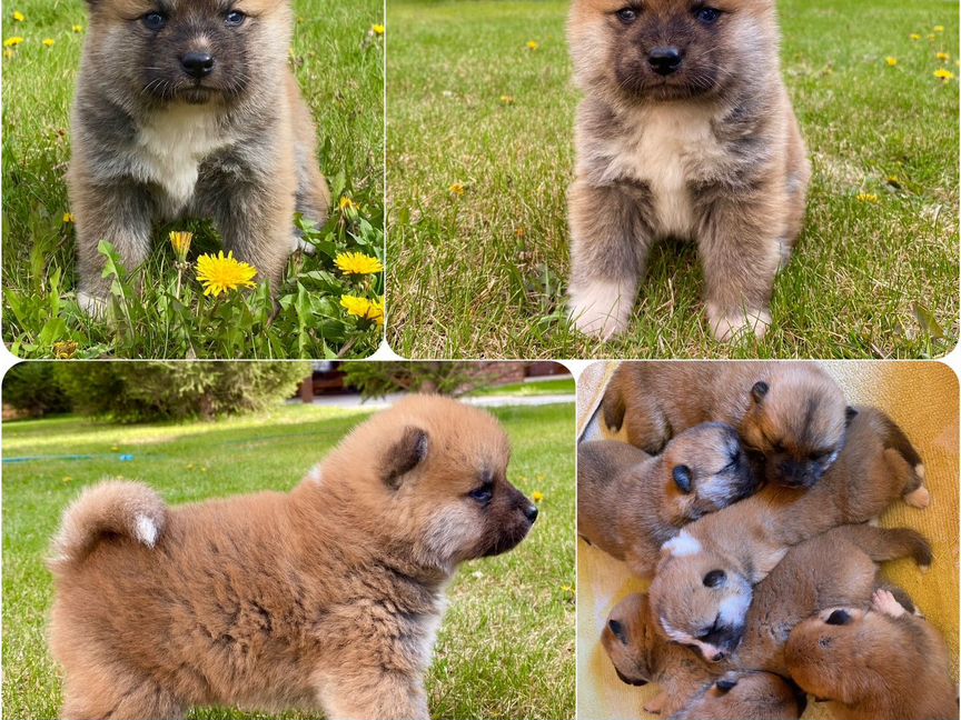 Малыши Акита ину щенки (Хатико)