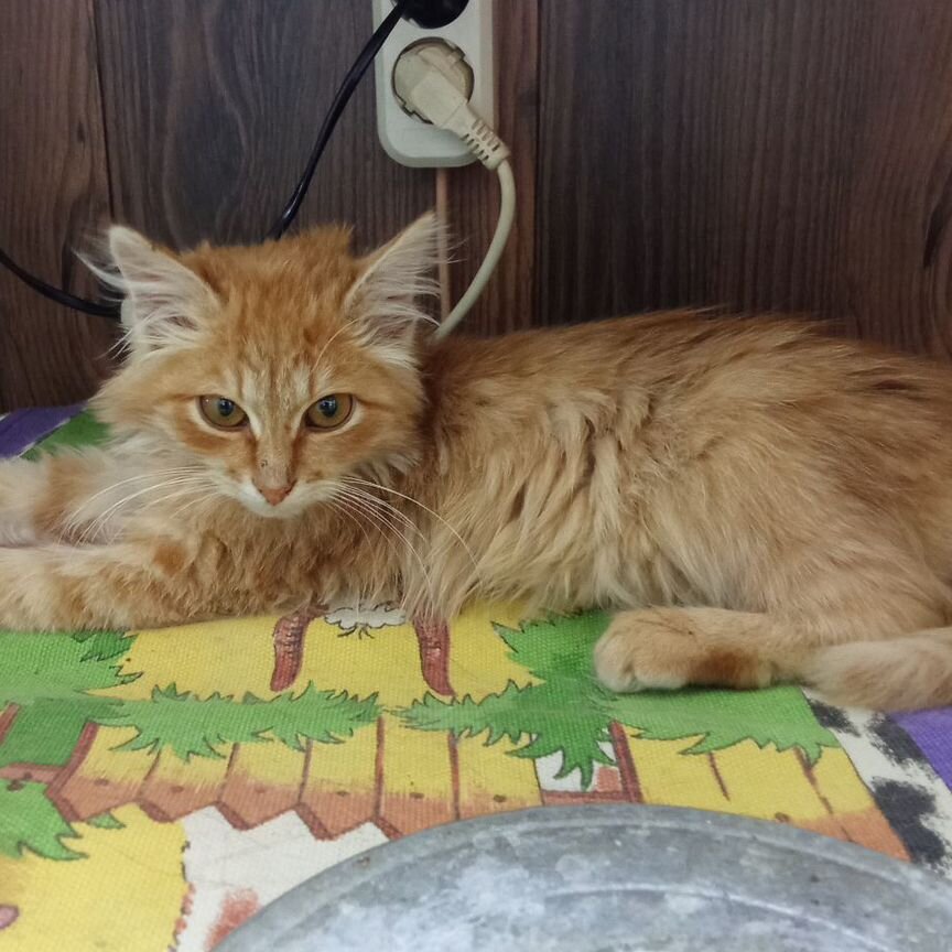 Котёнок в добрые руки