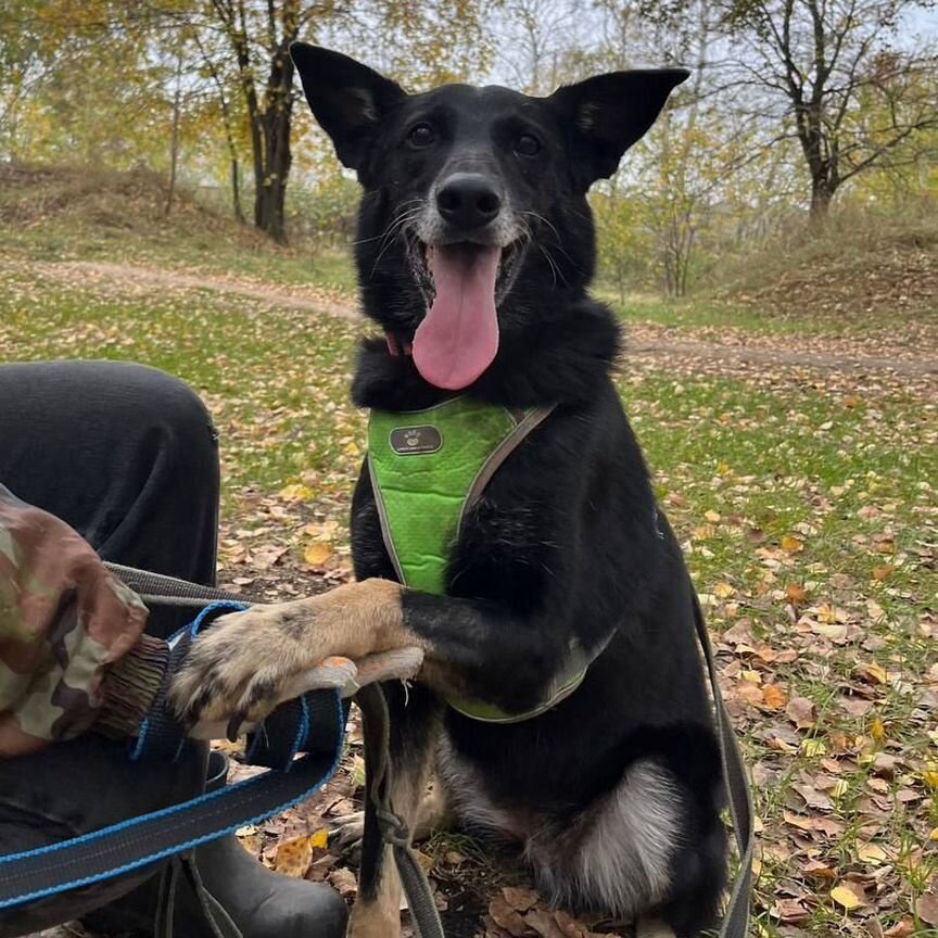 Черная средняя собака из приюта