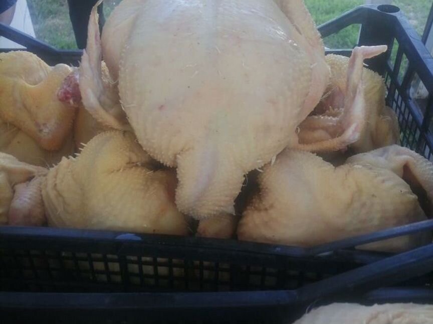 Курица бройлер