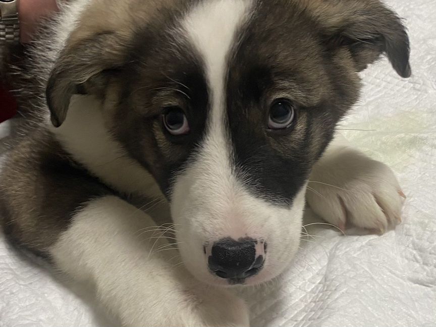 Отдадим щеночка в добрые ручки