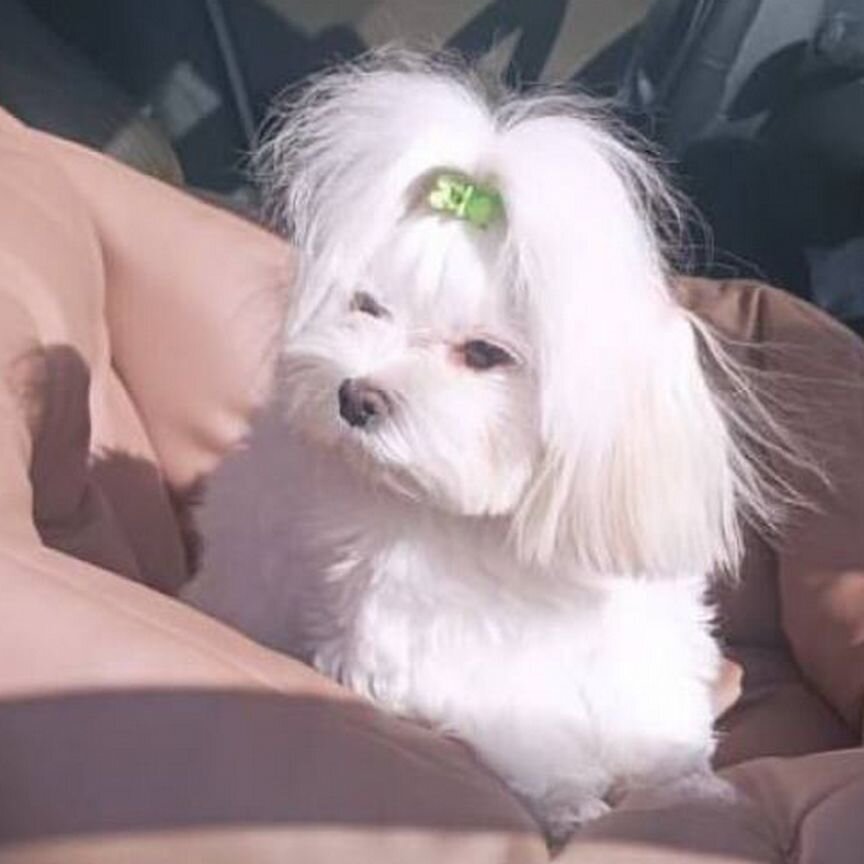 Автомобильное кресло для собак