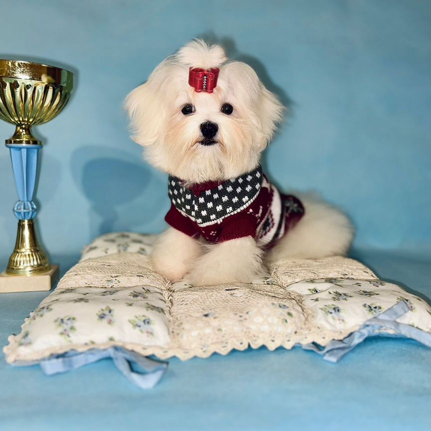 Белоснежный малыш Мальтезе